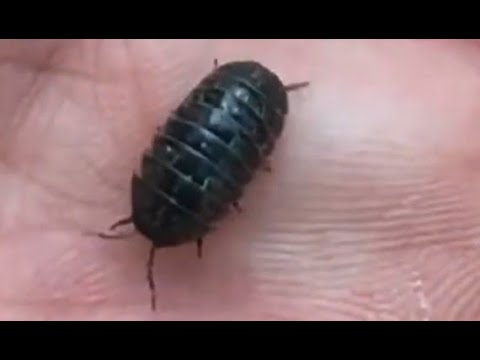How To Find Pill Bugs #pillbugs
