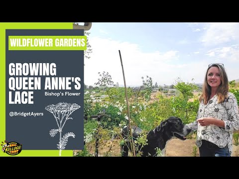 Growing Queen Anne's Lace 🦋