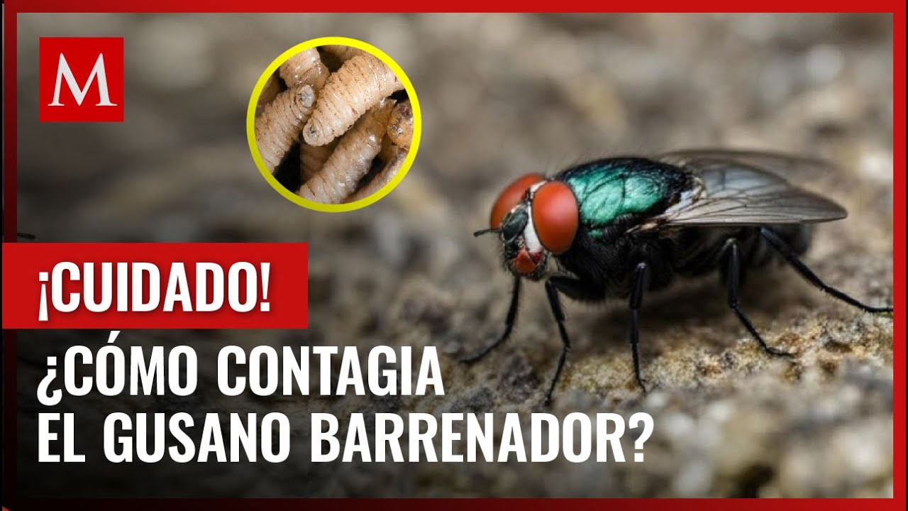 Alerta sanitaria: El gusano barrenador y su impacto en humanos y animales