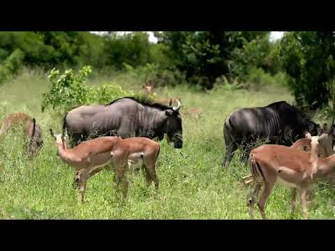 Kruger Park in March. What animals will you see?