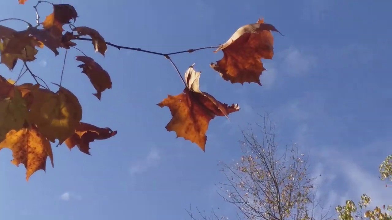 Sycamore fall foliage