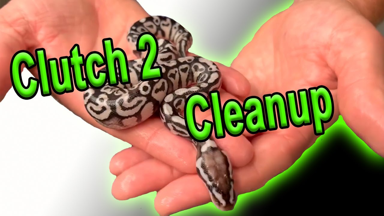 Clutch 2 Cleanup Update (TSK Axanthic Ball Python)