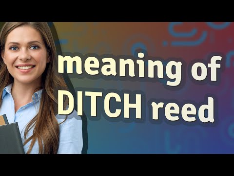 Ditch reed | meaning of Ditch reed