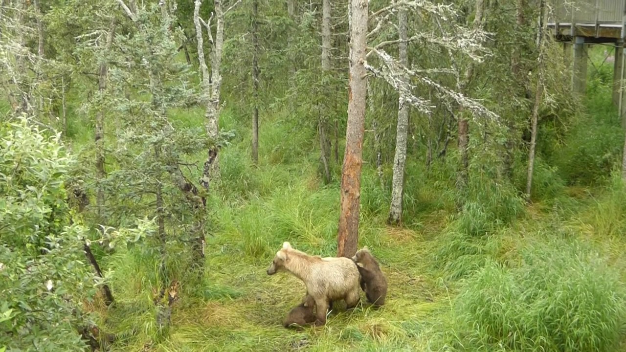 Bear cubs don't want to stop nursing