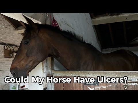 Signs Of Ulcers In Horses | Could John have Ulcers?