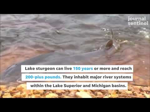 Wisconsin's largest and oldest native fish, the sturgeon