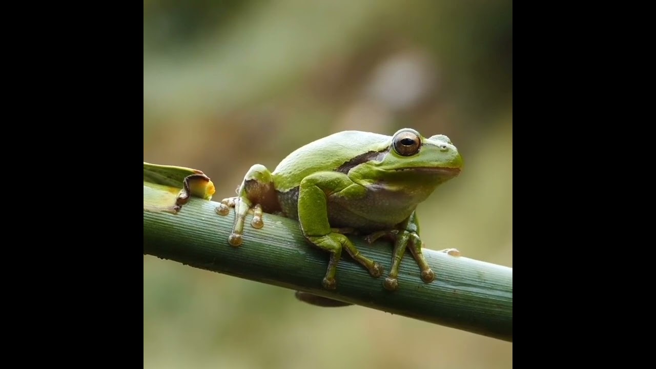 FROG SOUND | Frog Croaking Sound Effect | Frog Sound Effect