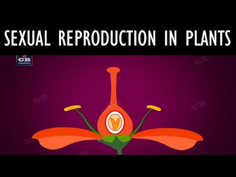 Sexual reproduction in #flowering plants ncert class 10 :How do organisms reproduce : CBSE: Biology