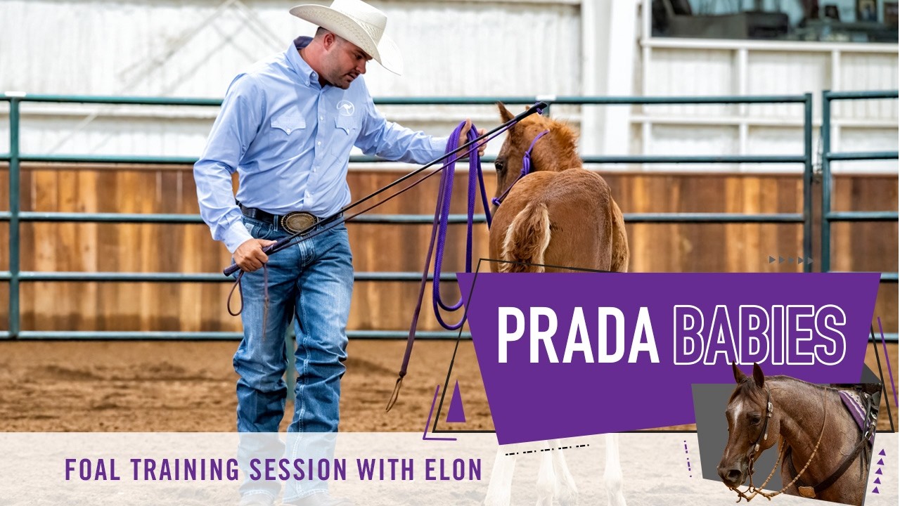 Foal Training Session With Elon