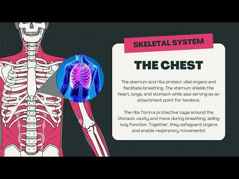 The Human Skeletal System