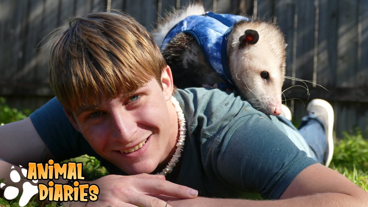 Why Opossums Make AWESOME Pets! A day in the life of Momo the Opossum