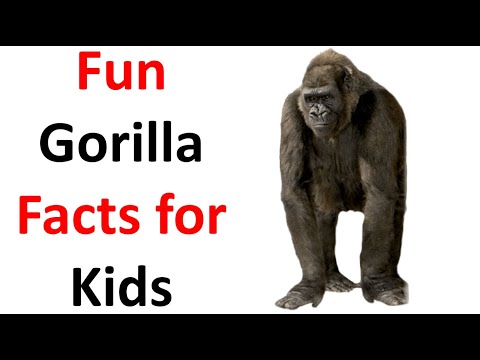 Fun Gorilla Facts for Kids