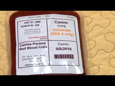 Veterinary Blood Products