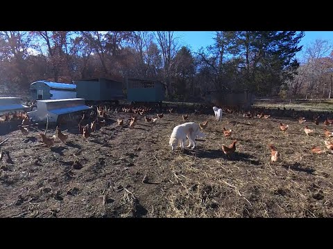 🐔🐶Lincoln Massachusetts Chicken Dogs