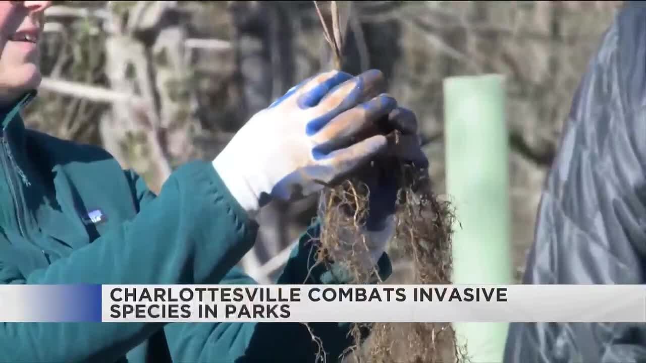 Tree planting supports healthy parks in Charlottesville