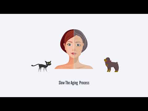 How can NAD+ help our Pets through NMN supplementation ?