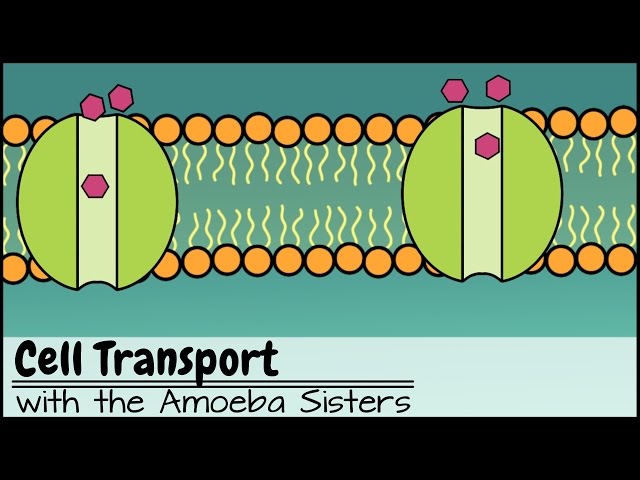 Understanding Cell Transport: The Mechanisms Behind Cellular Movement ...