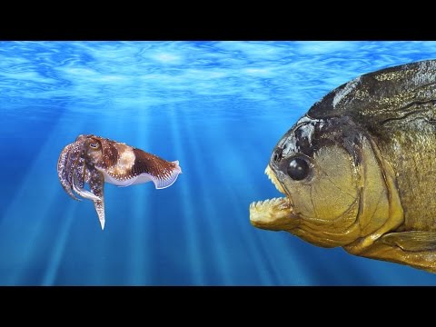 8 Bizarre Sea Creature Facts