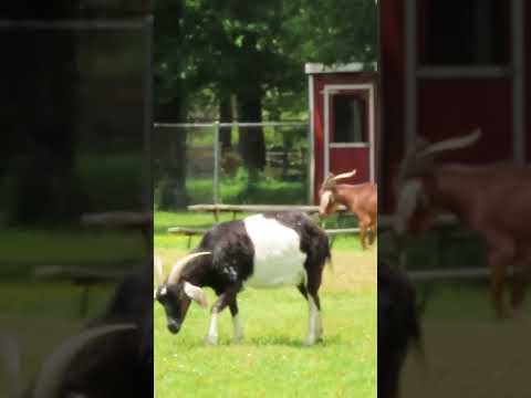 Wonder Pets Theme Song - Goats