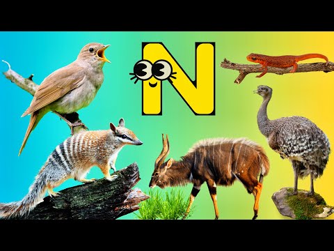 "Animals That Start With N | Awesome Fun Facts for Kids!"