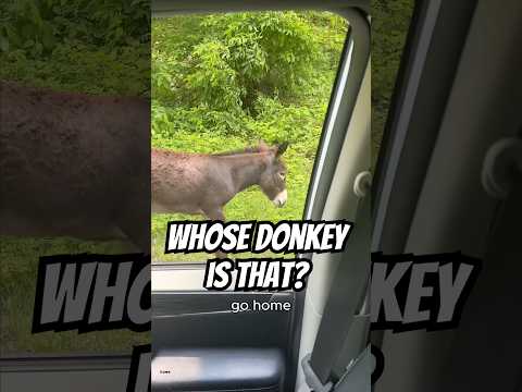 The Mystery Donkey of Hwy 209