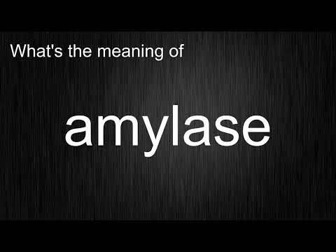 What's the meaning of "Amylase", How to pronounce?