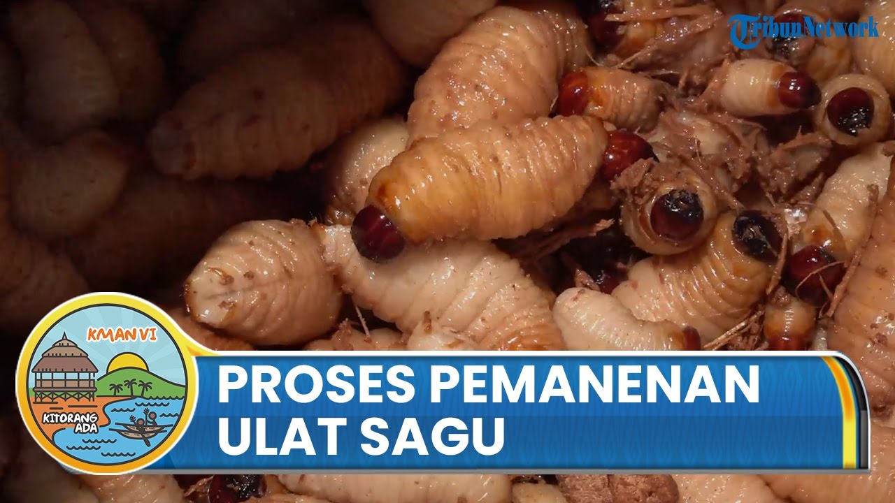 Inilah Proses Pemanenan Ulat Sagu dalam Acara Festival Ulat Sagu ke-2 ...