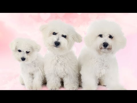 How to Find a Bichon Frise Rescue: A Guide to Breed-Specific Rescues