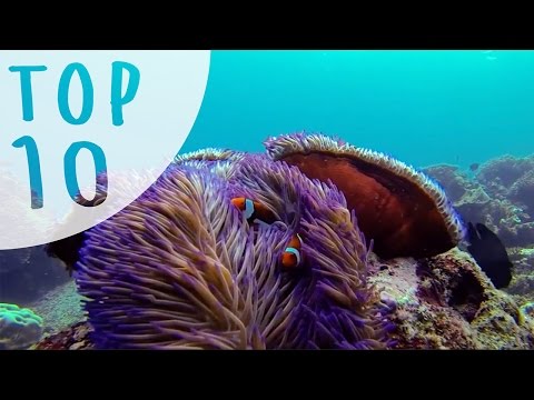 Top 10 Things to do in Cairns and Port Douglas (AUSTRALIA) - www.bookme.com.au