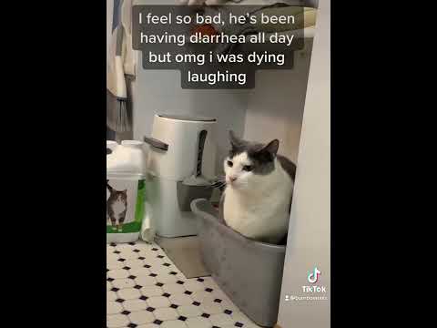 Cat shart/diarrhea tik tok