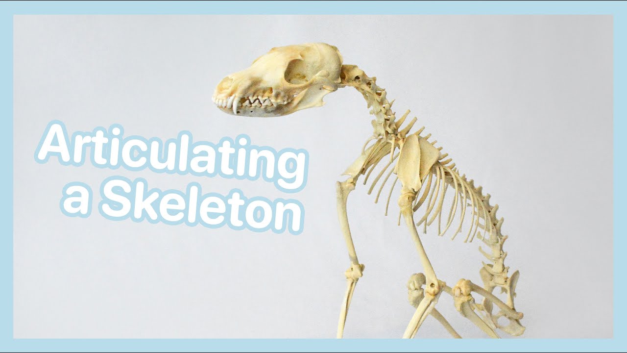 Articulating Animal Bones!