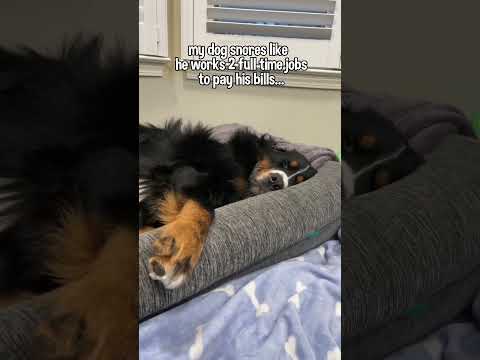 Bernese Mountain Dog Snoring EXTREMELY Loud