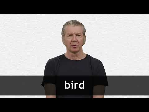 How to pronounce BIRD in American English