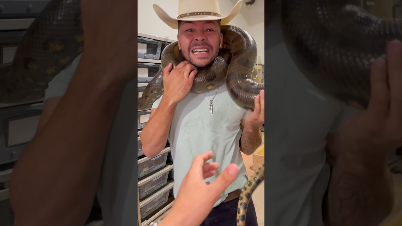 Anacondas are the strongest snake in the WORLD!