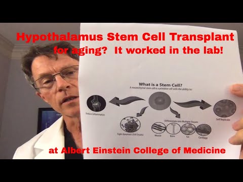 Fountain of Youth: Hypothalamus stem cell transplants- Albert Einstein College of Medicine