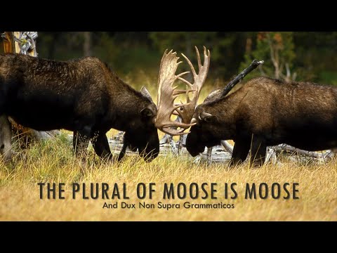 The Plural of Moose is Moose