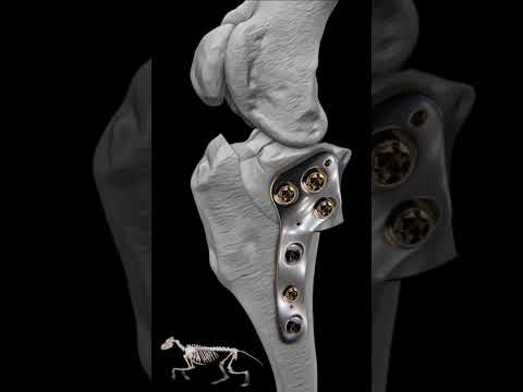 Tibial tuberosity avulsion after TPLO