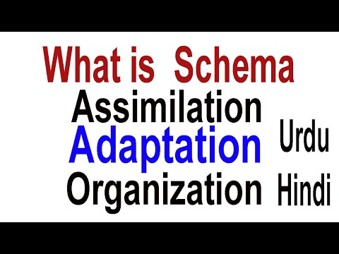 What is Organization | Adaptation |What is Schema | What is Assimilation | Urdu/Hindi
