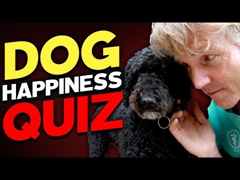 How To Tell If Your Dog is Anxious? | Take the Dog Happiness Quiz Now!
