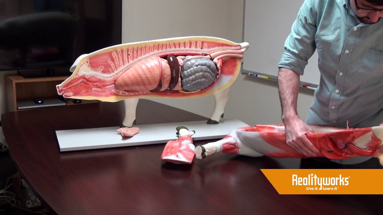 Animal Science - Pig Model