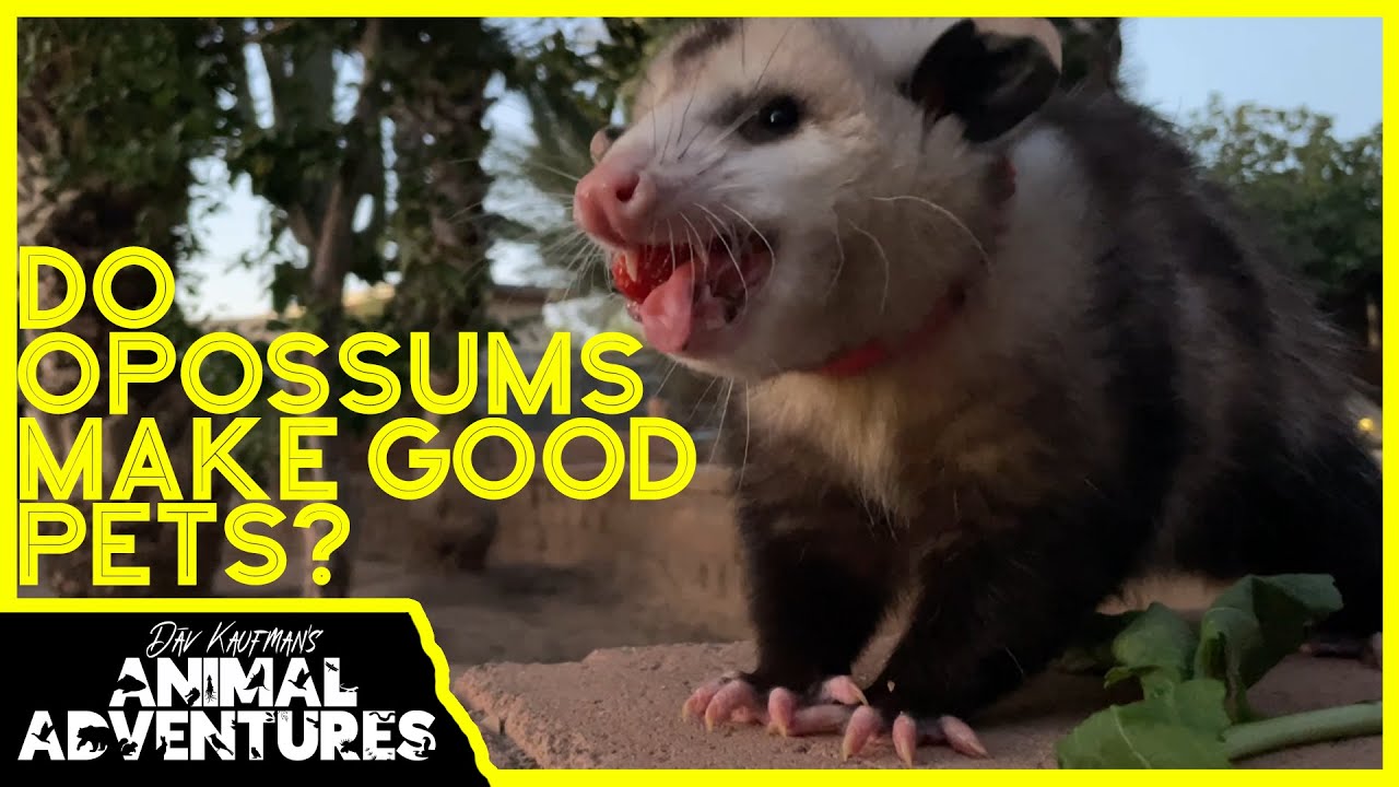 Do OPOSSUMS make good PETS?