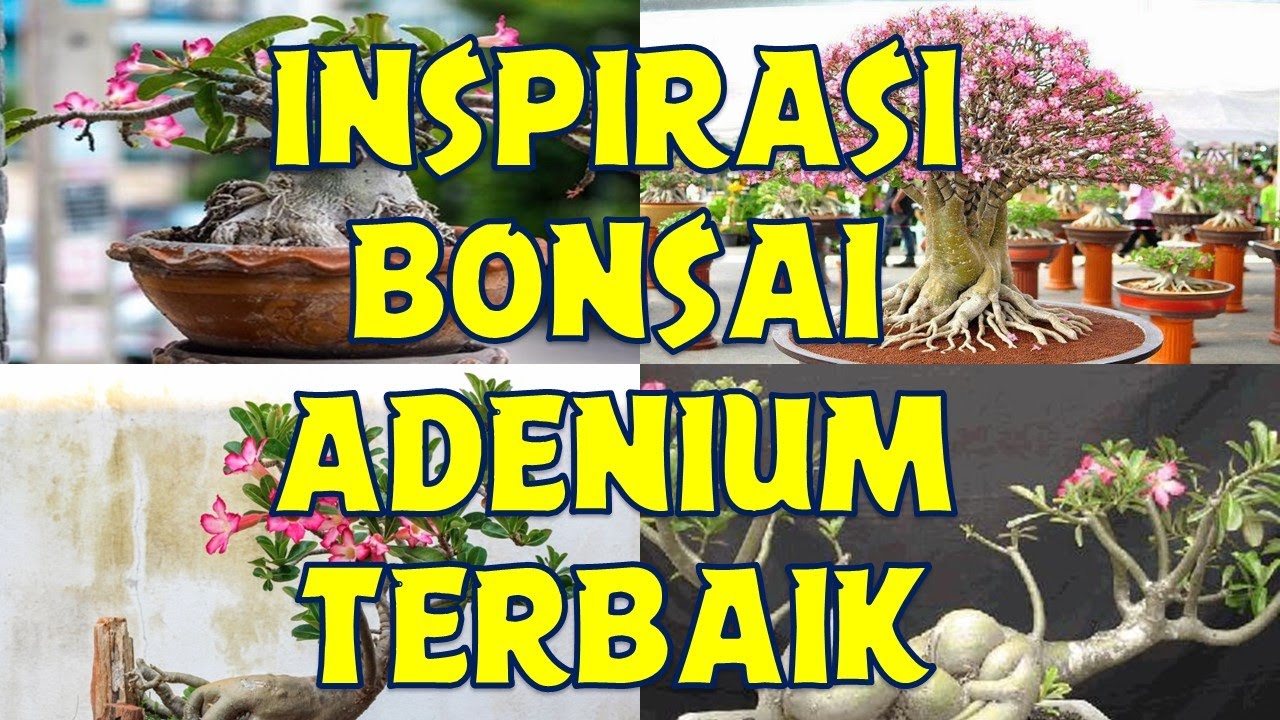 INSPIRASI BONSAI ADENIUM TERBAIK - IDE GAYA BONSAI ADENIUM TERBAIK