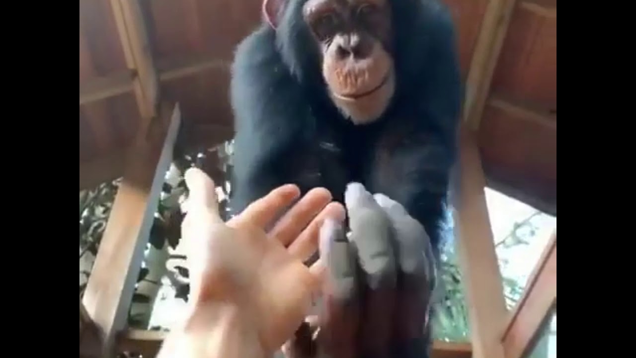 Monkey Bro Helps Out