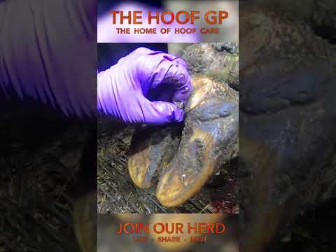 HOW LONG IS THAT!? HUGE SCREW PULLED FROM COW'S HOOF #shorts