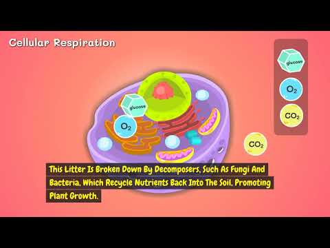 The Wonders of Deciduous Trees: Nature's Seasonal Marvels #viral #video #trees #wonders #kids