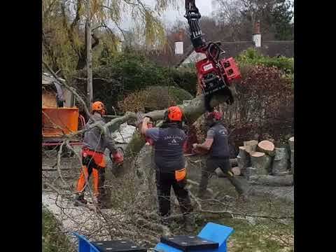 Great Beech Takedown with Chainsaws | Blue Sky Tree Care, Tree Surgeons for Surrey and West Sussex
