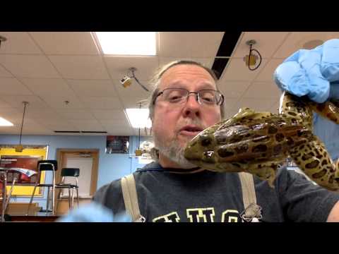Frog External Anatomy
