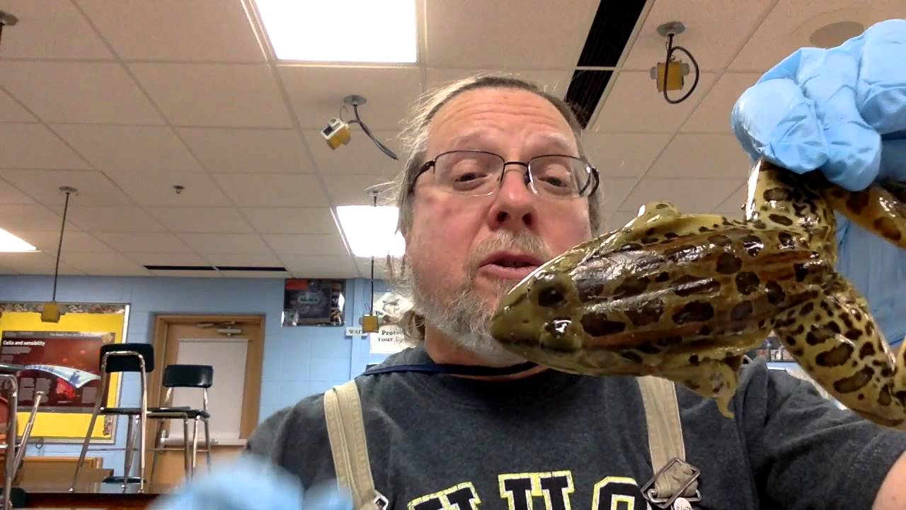 Frog External Anatomy