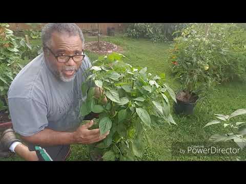 Harvesting Jalapeno peppers & Bell Peppers 🌶