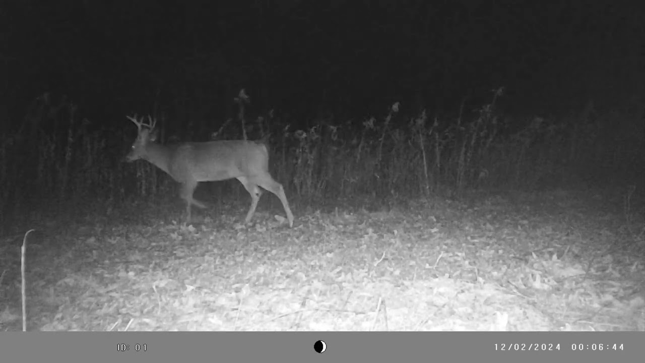 IMAG0036 THE TWO AND THREE YEAR OLD BUCKS ARE STILL CRUISING!